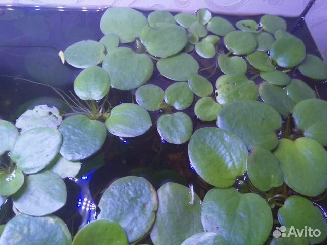 Лимнобиум побегоносный (Limnobium Stoloniferum)