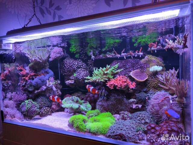 Простые кораллы для начинающих