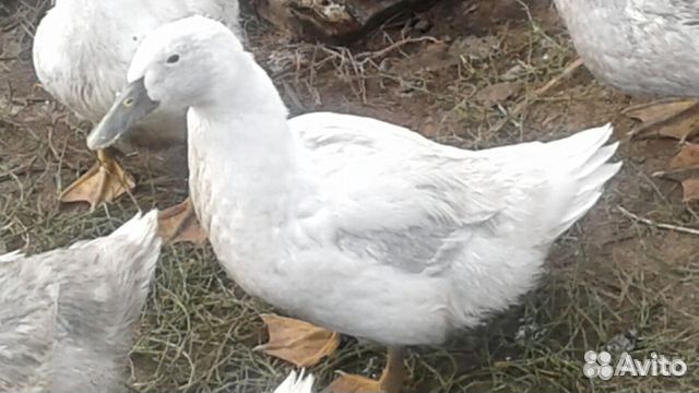 Утки