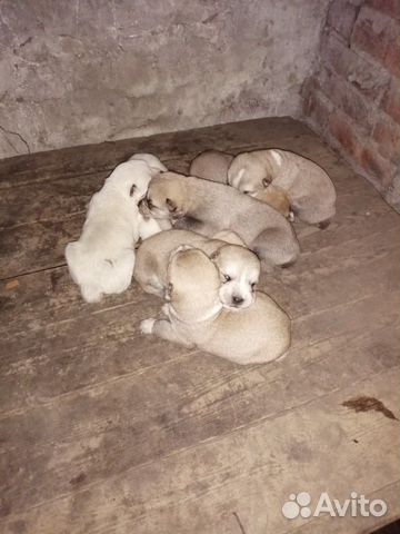 Среднеазиатская овчарка