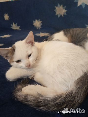 Обыкновенные