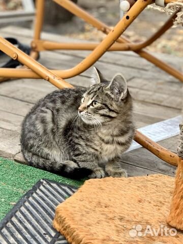 Котёнок 2,5 мес пятнистый - полосатый