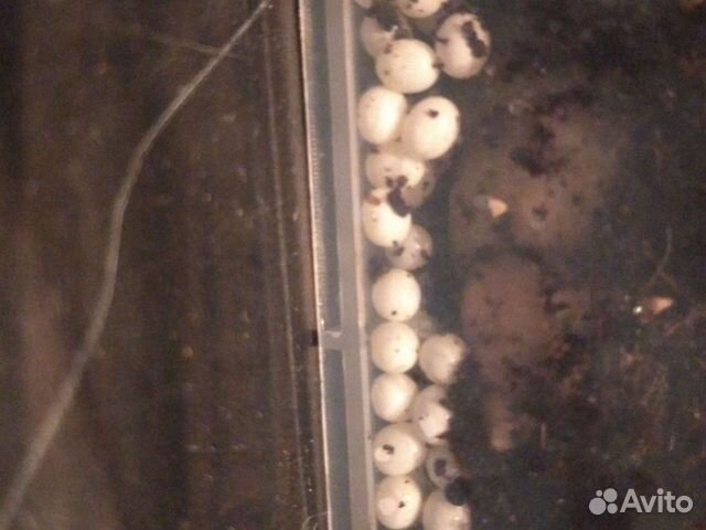 Яйца улитки Ахатины