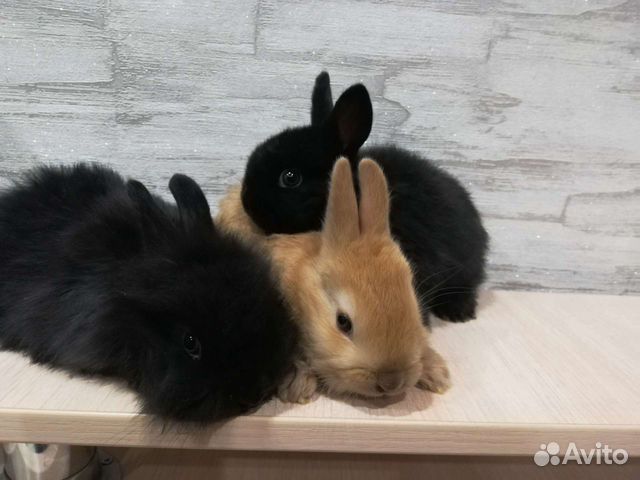 Крольчата декоротивные