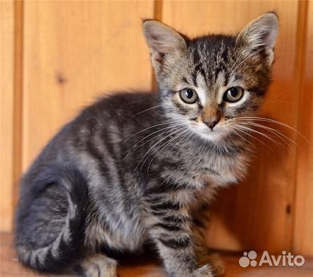Кошкошечку хорошечку
