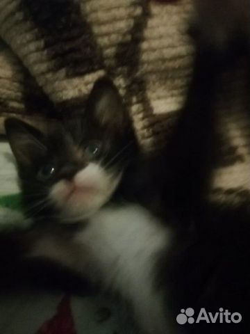 Котёнок окраса маркиз