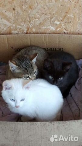 Котята