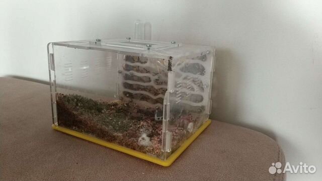 Муравьиная ферма