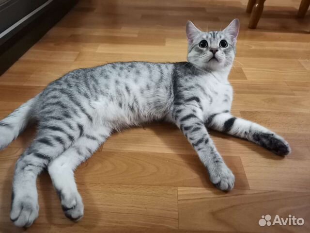 Шотландская