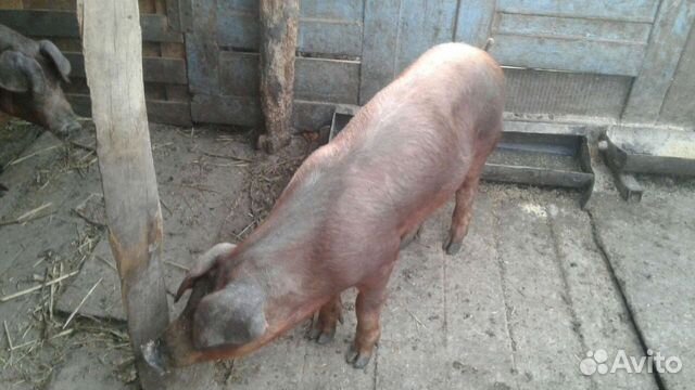 Свинки 4 месяца чистокровные