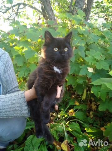 Котёнок 5 мес Алиса