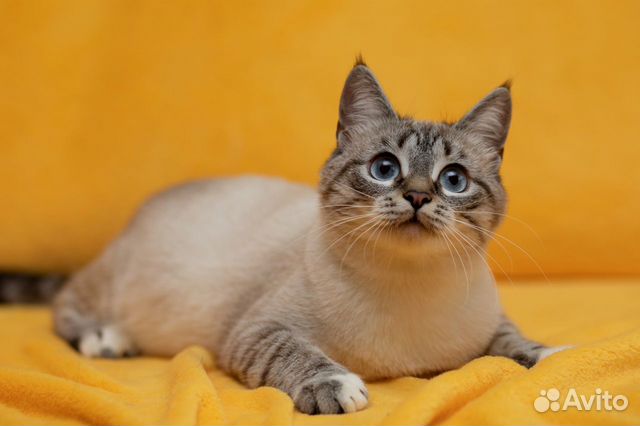 Молодая кошечка Амели