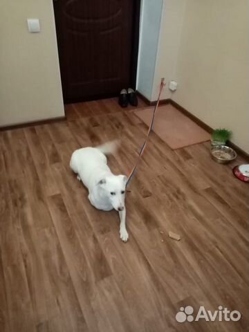 Собачка Снежинка