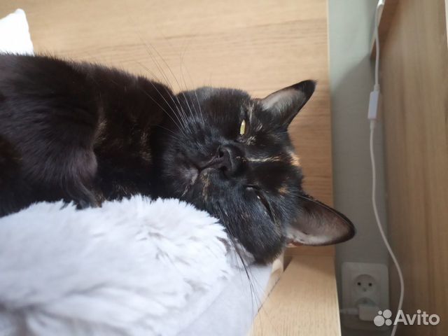 Кошка