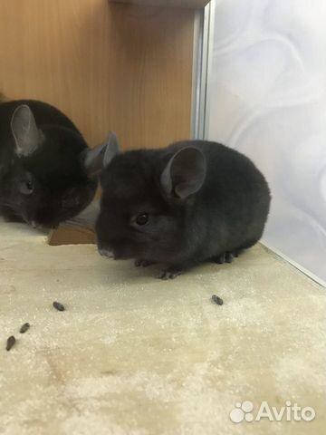 Шиншиллы носители ангоры