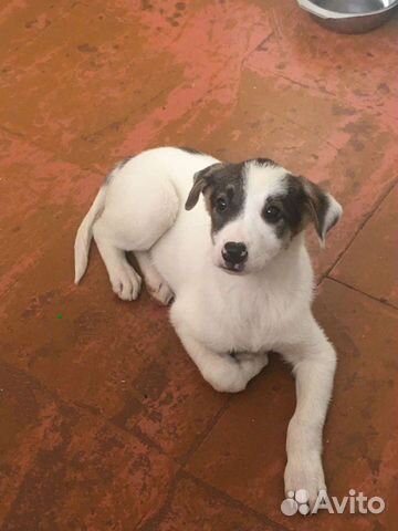 Отдаем собаку