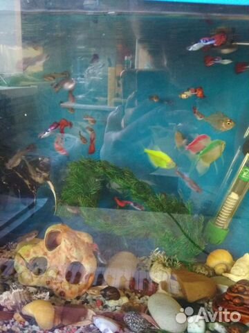 Гуппи в обмен на корм