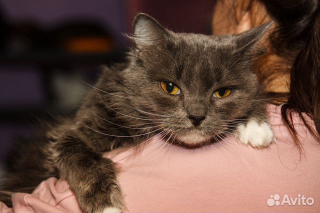 Кошка Тимоша