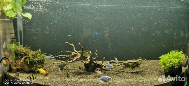 Декор в аквариум коряга с мхом