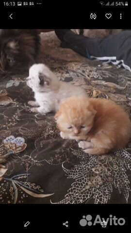 Персидские котята