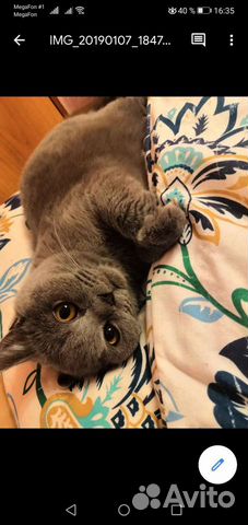 Кошка британская