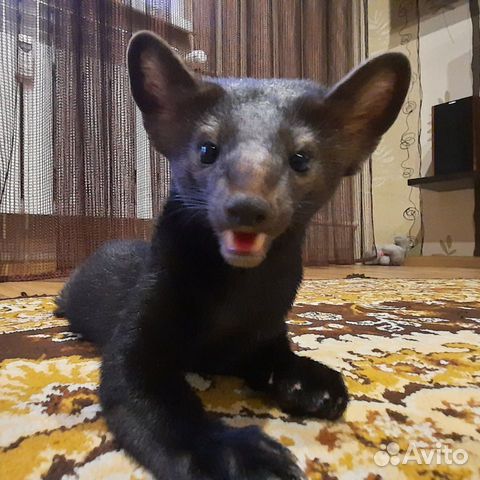 Соболь