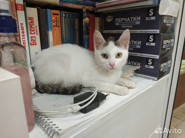 Котенок Катя, 6 месяцев