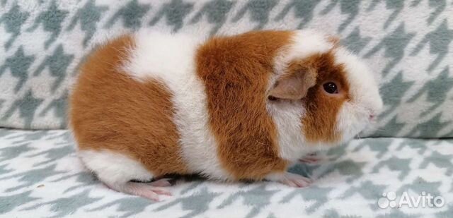 Морские свинки