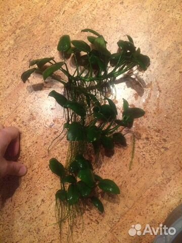 Растения анубиас, буцефаландра, лобелия