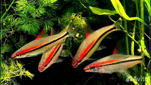 Барбус денисони