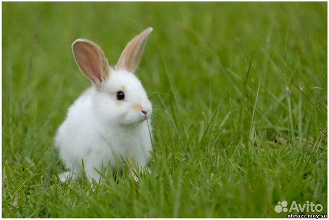 Кролики 4 мес