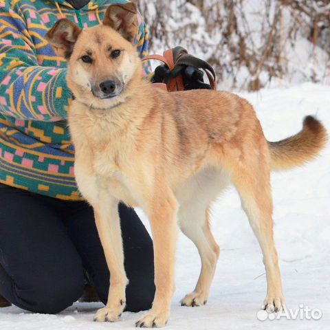 Собака Лиза - ласкуша и облиза