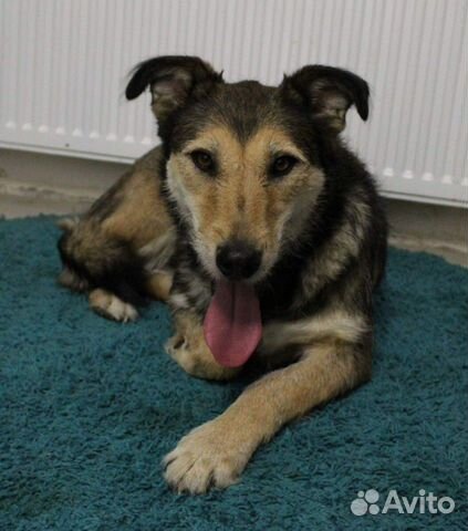 Долли ищет дом