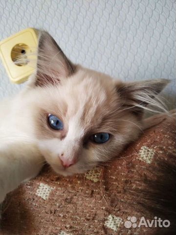 Синеглазка Рэгдолл