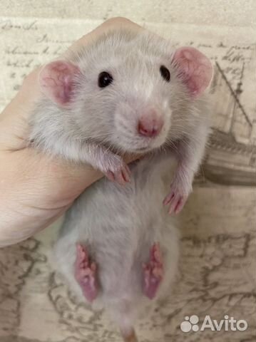 Крысята дамбо Лонги