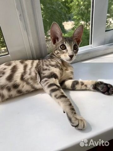 Ориентальный котенок 5 месяцев