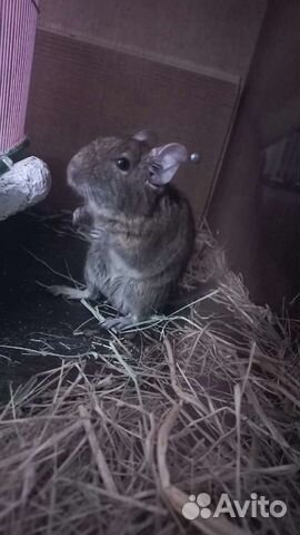 Чилийская белка дегу