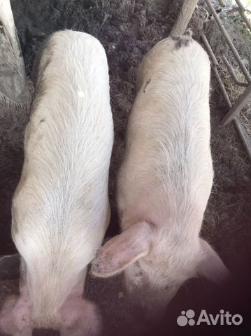 Свинки ландрас