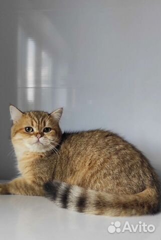 Британский кот