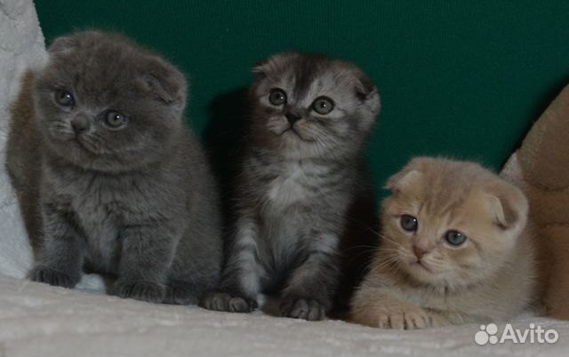 Вислоухие котята