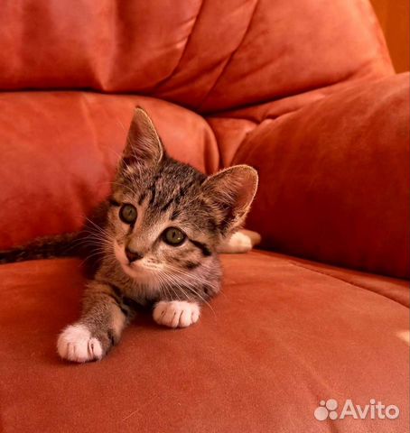 Котенок девочка 7 недель