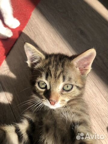 Котенок 2,5 мес