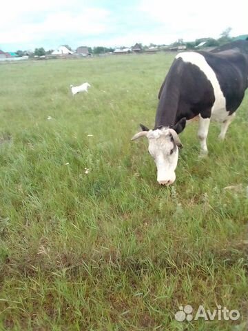 Подам двух коров