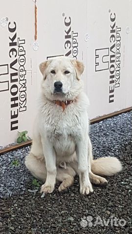 Собаки бесплатно в добрые руки щенки