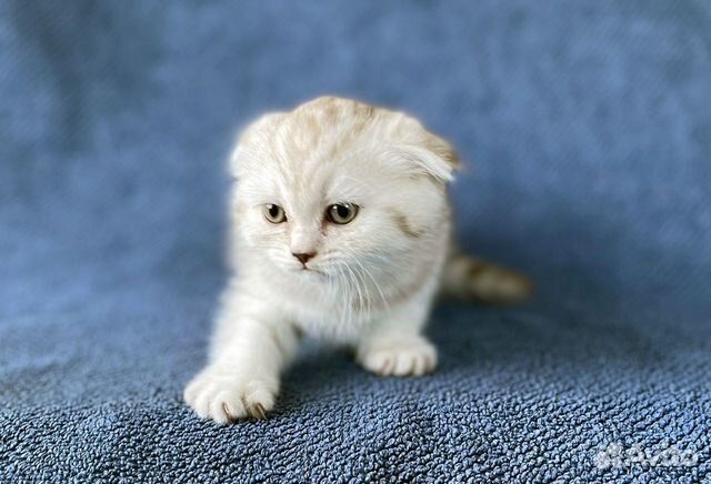 Шотландские вислоухие котята