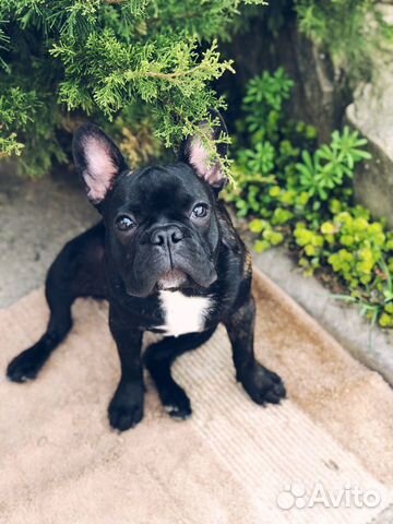 Вязка Французский бульдог