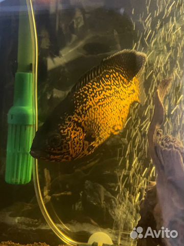 Астронотус