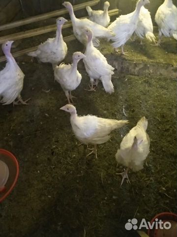 Индюшата суточные тяжелого кросса