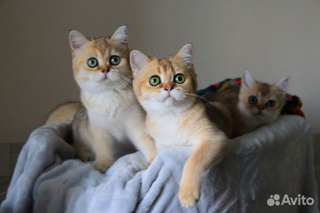 Золотистые затушёванные брат и сестра