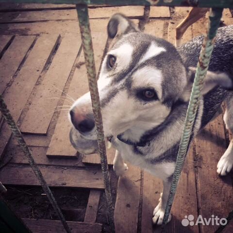 Собака метис хаски